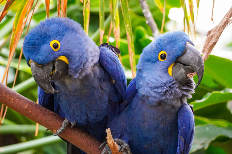 Helping Macaws Thrive - Roger Williams Park Zoo