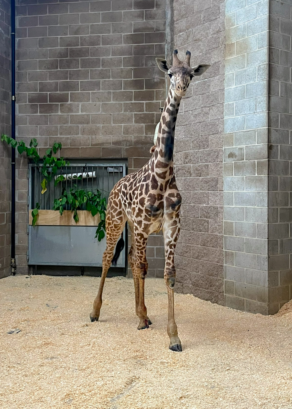 Roger Williams Park Zoo Welcomes 'Powerful' New Giraffe: 1-Year-Old ...