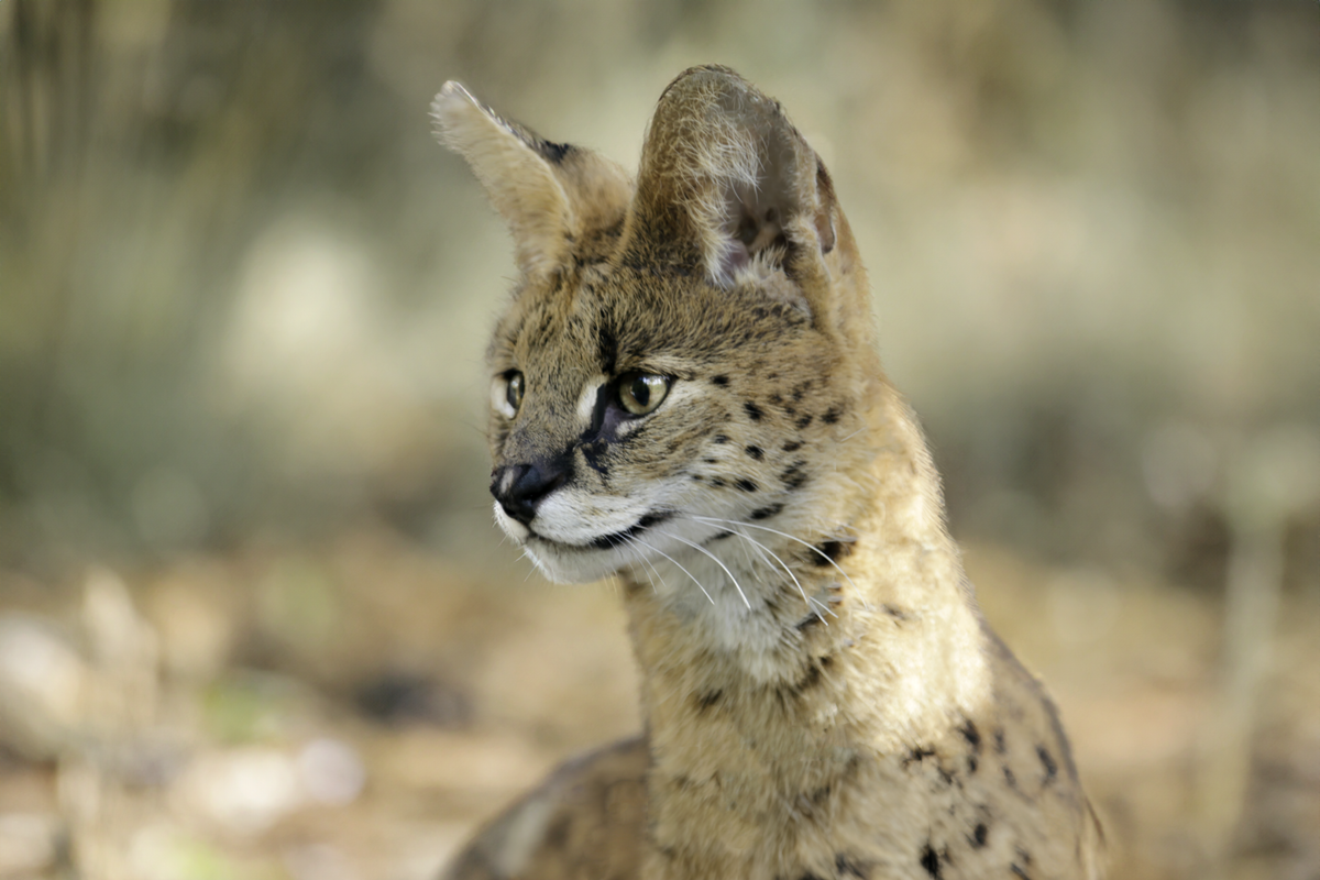 Serval - Roger Williams Park Zoo