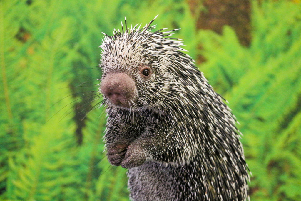 Animal Encounters - Roger Williams Park Zoo