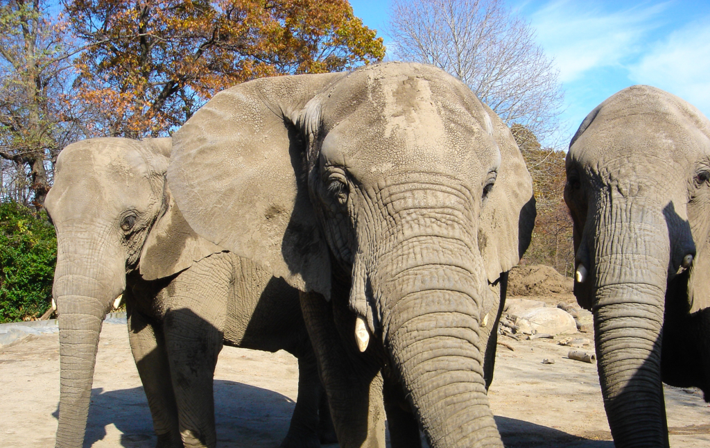 Zoo Elephants Going to New Home in 2027 - Roger Williams Park Zoo