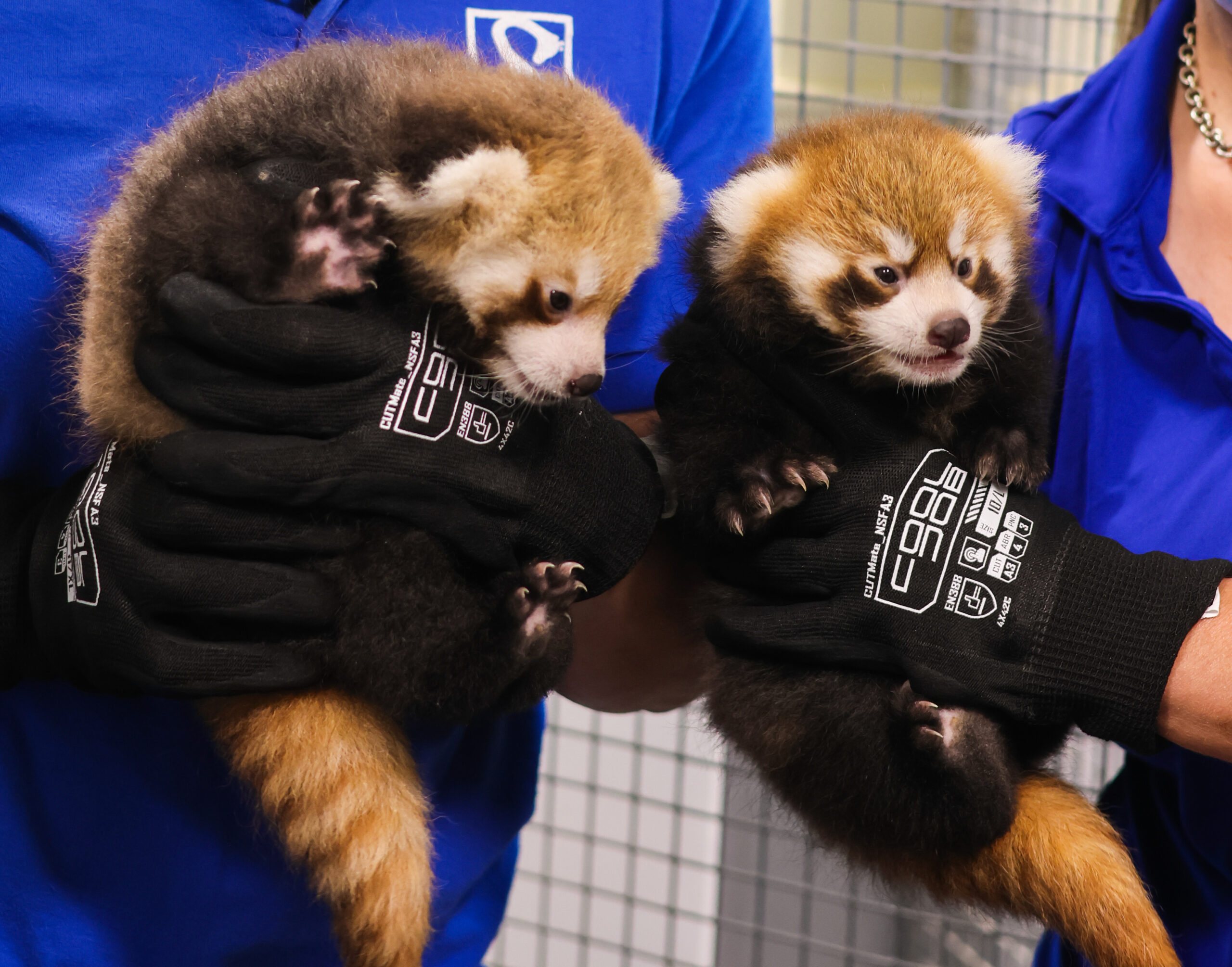 Roger Williams Park Zoo Celebrates Historic Birth of Twin Red Panda ...