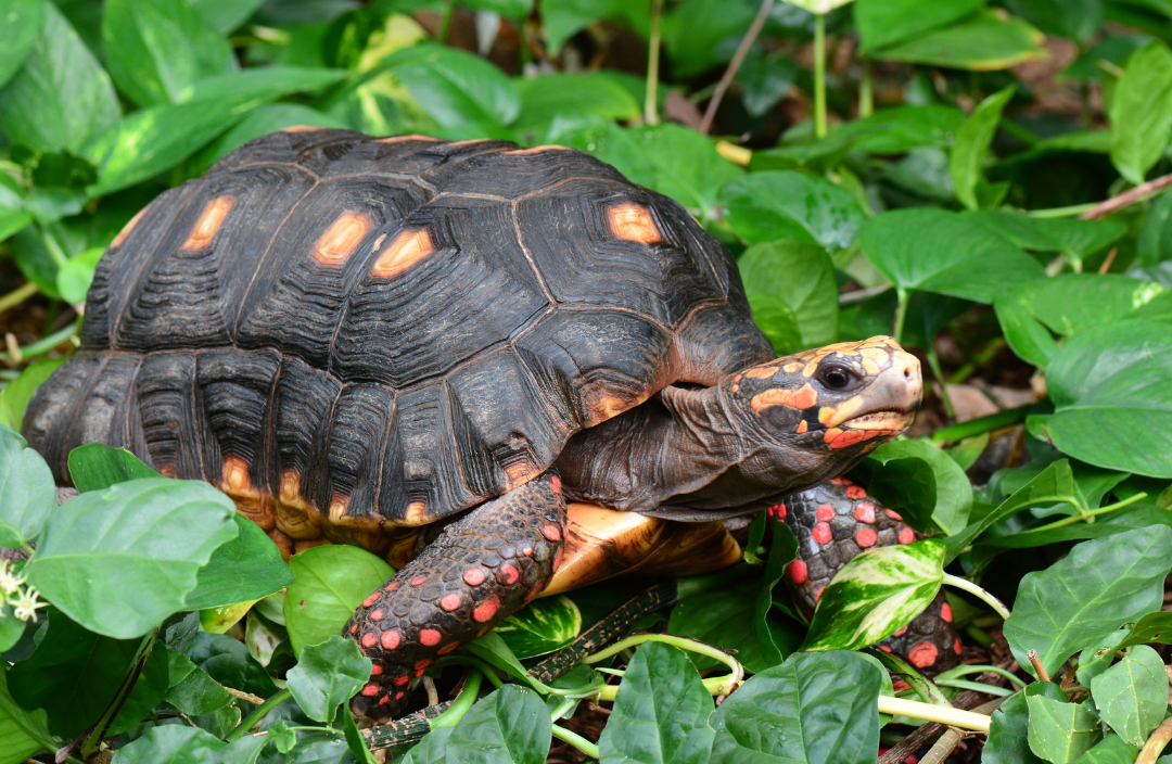 Red-footed tortoise - Roger Williams Park Zoo