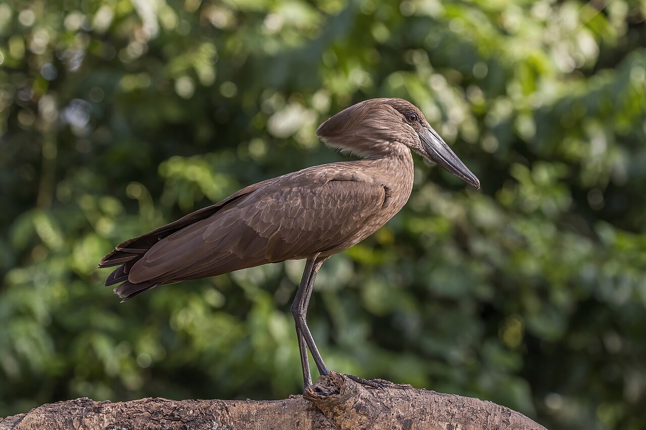 Hamerkop - Roger Williams Park Zoo