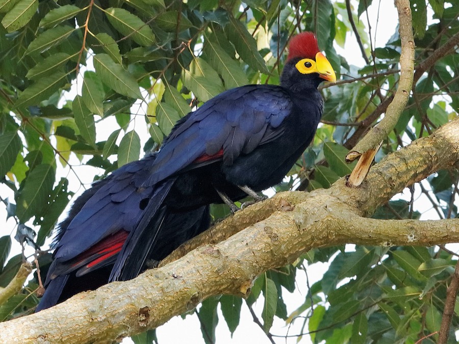 Lady Ross' Turaco - Roger Williams Park Zoo