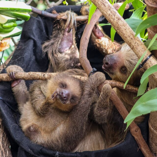 About RWP Zoo - Roger Williams Park Zoo