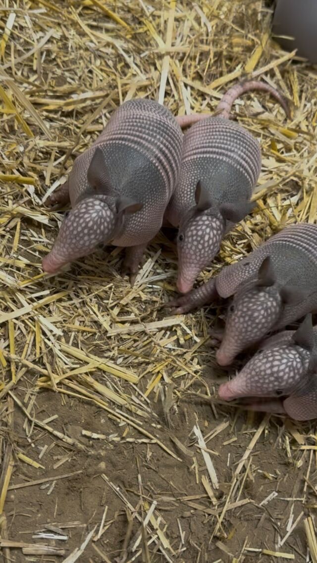 Return of the Dinosaurs - Roger Williams Park Zoo - Opens April 6, 2025